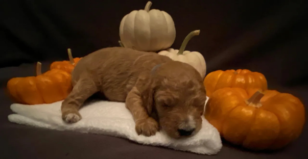 Home [sensationaldoodles.com]