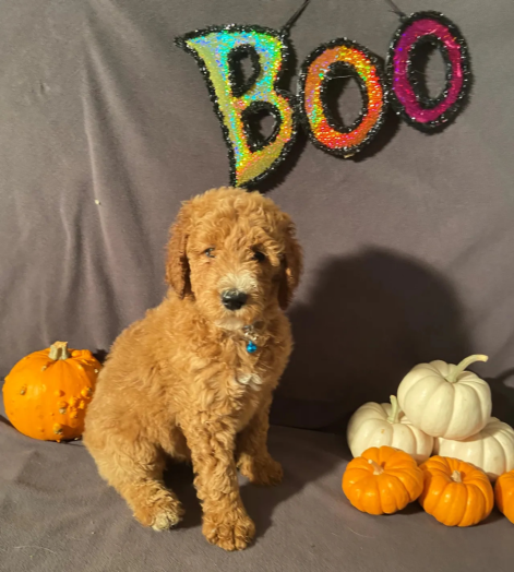 Home [sensationaldoodles.com]