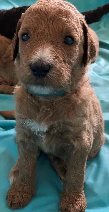 Home [sensationaldoodles.com]