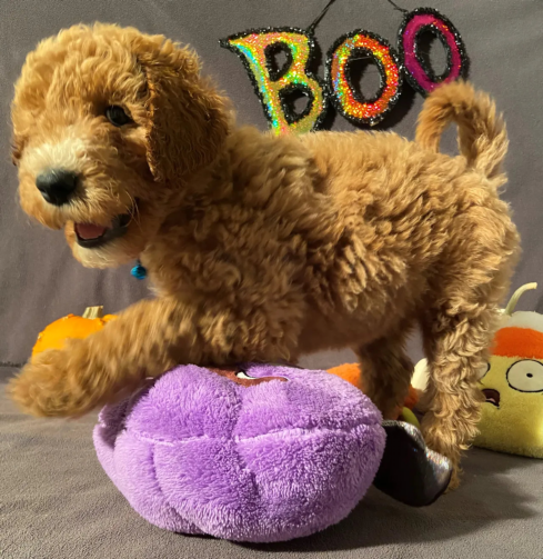 Home [sensationaldoodles.com]