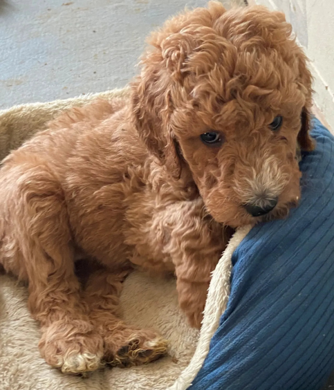 Home [sensationaldoodles.com]