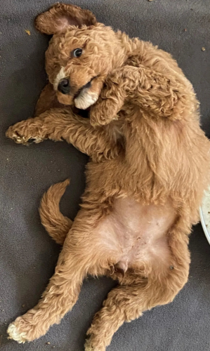 Home [sensationaldoodles.com]